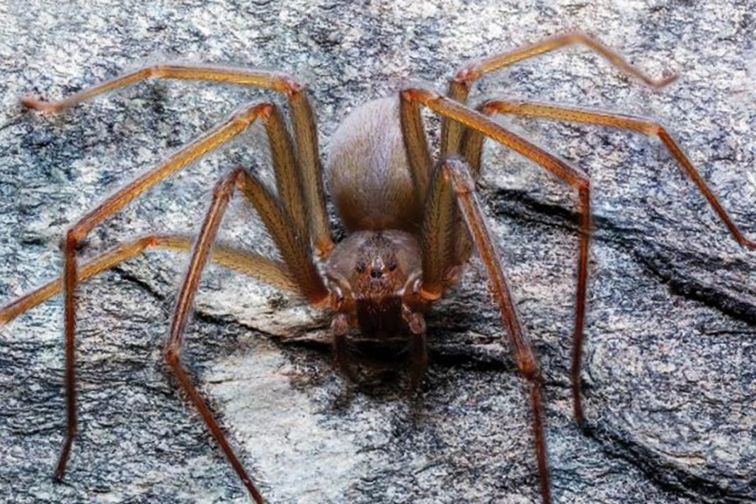 Aracnofobia: Cos'è, Cause, Quali Sono i Rimedi Più Utili