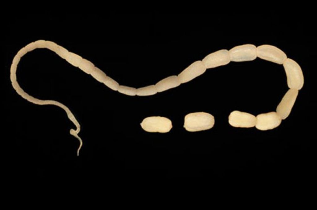 Tenia, cos'è, sintomi, cura e trattamento