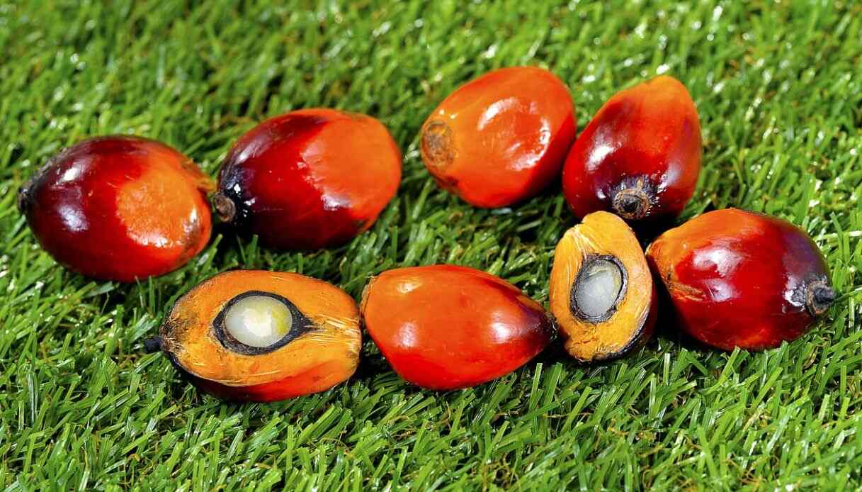 L'olio di palma fa davvero male alla salute