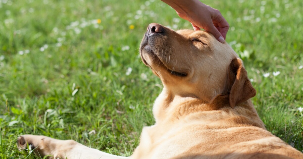 Il tuo cane è felice? Tutti i segnali che fido ti lancia