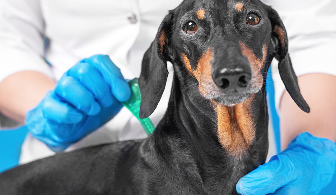 Filaria, i sintomi da conoscere per proteggere il tuo cane