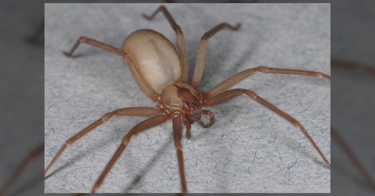 Come riconoscere il morso del ragno violino