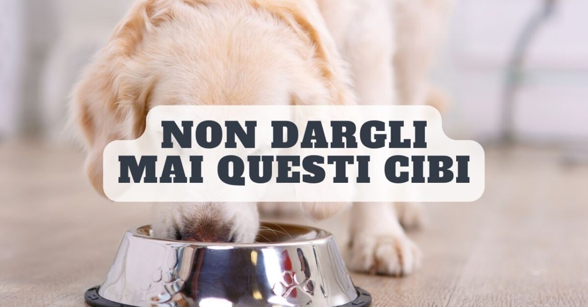 Cibi pericolosi per i cani: ecco cosa non devi mai dare al tuo amico a ...