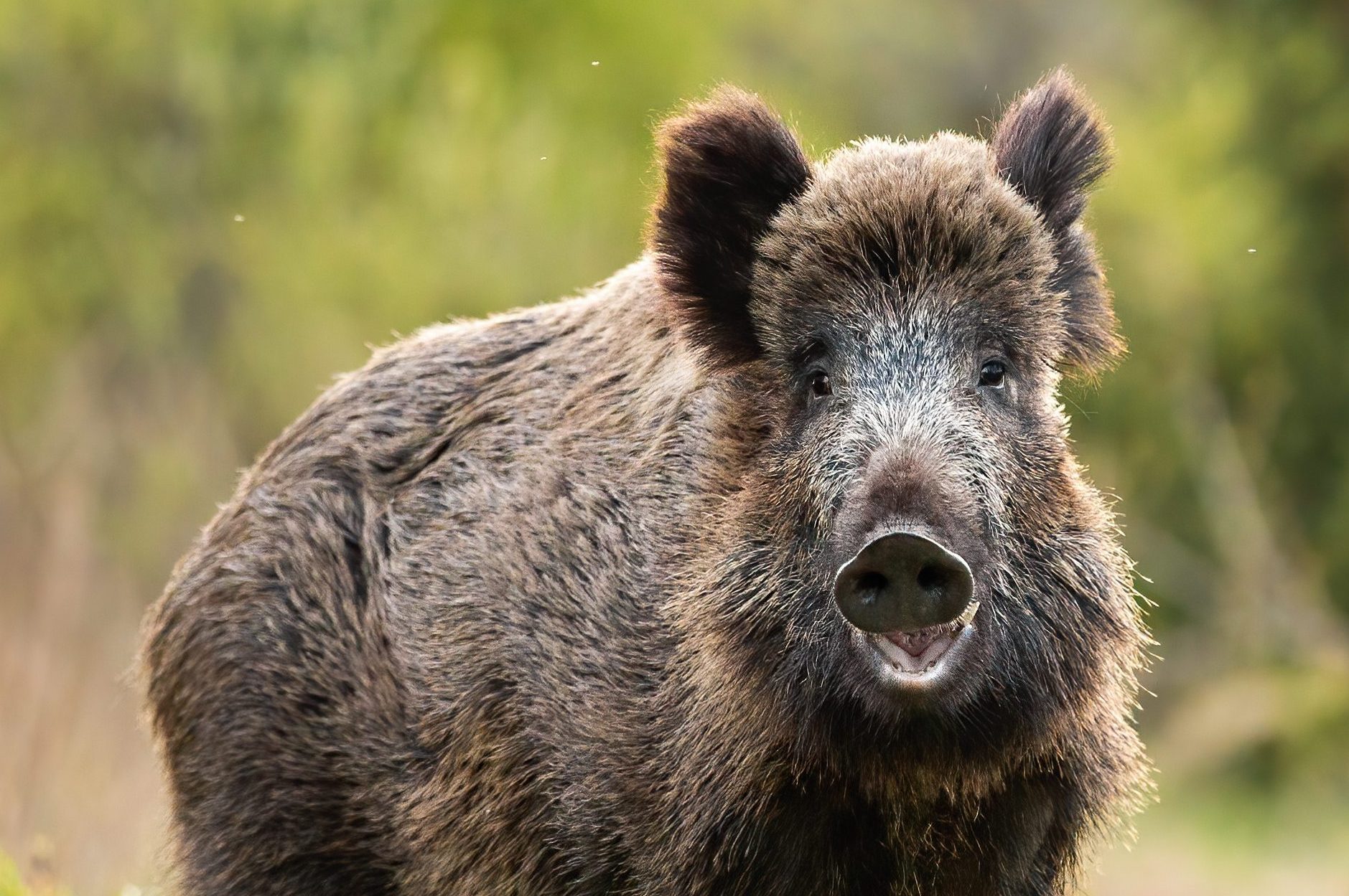 La trichinosi è pericolosa: come si prende?