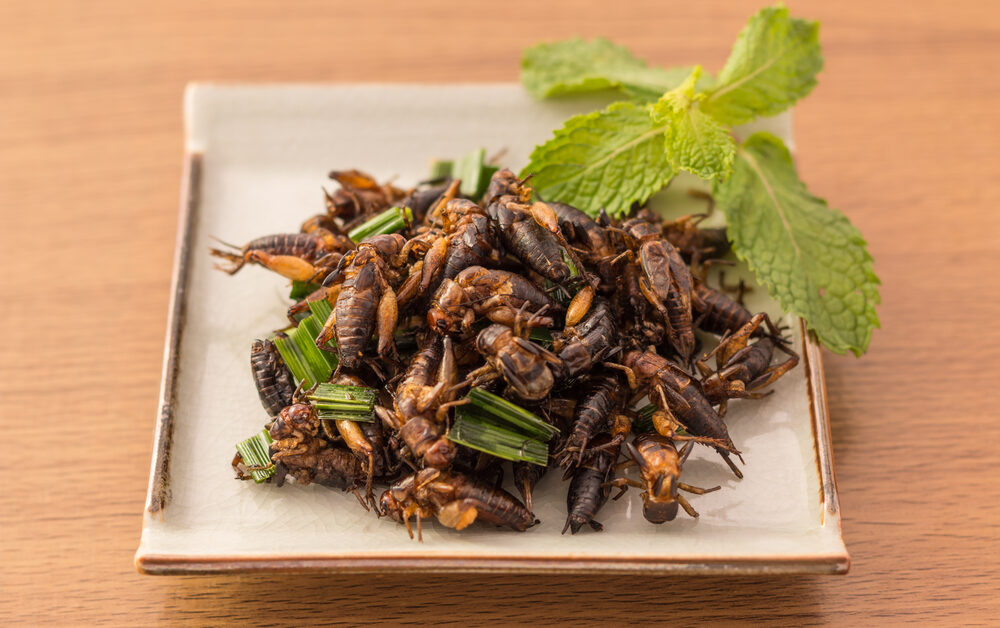 Mangiare gli insetti fa bene alla salute? Cosa dovresti sapere