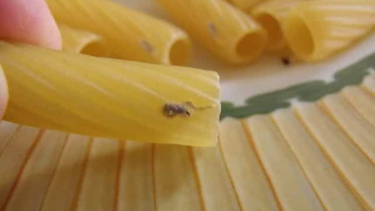 Perché la pasta 'fa' gli insetti? La curiosità 'disgustosa'