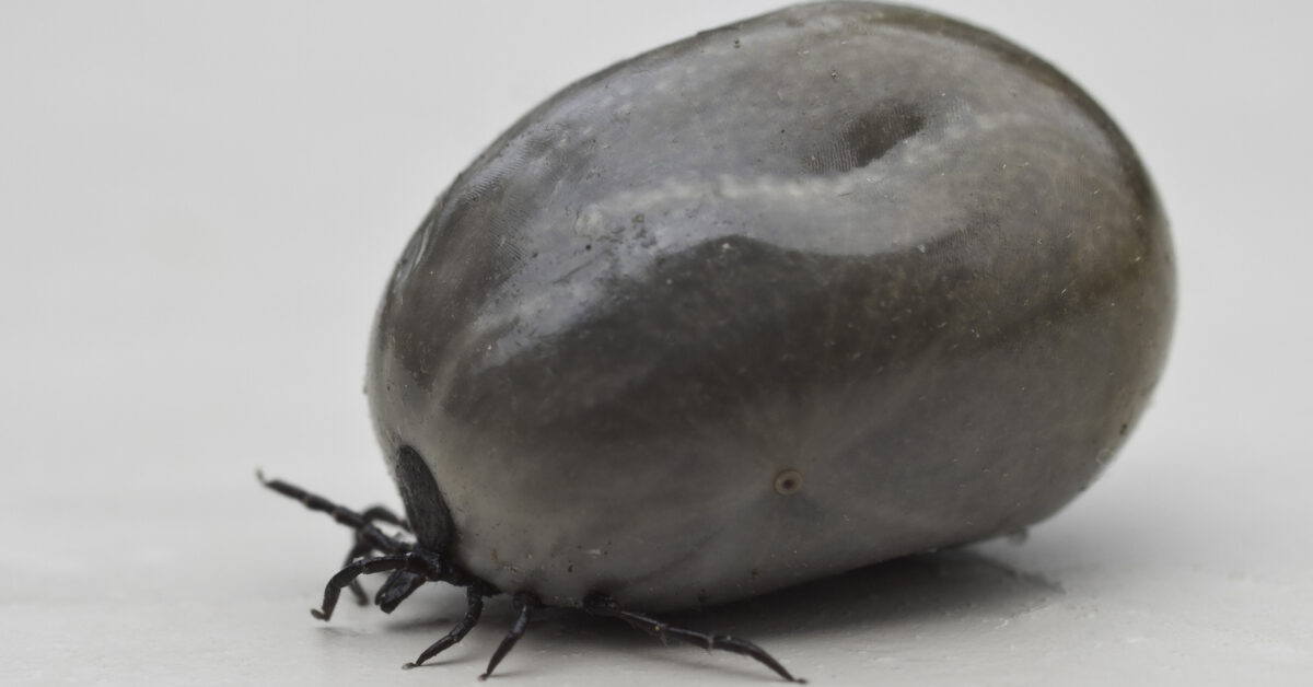 Dove si attaccano le zecche sul corpo dell'uomo