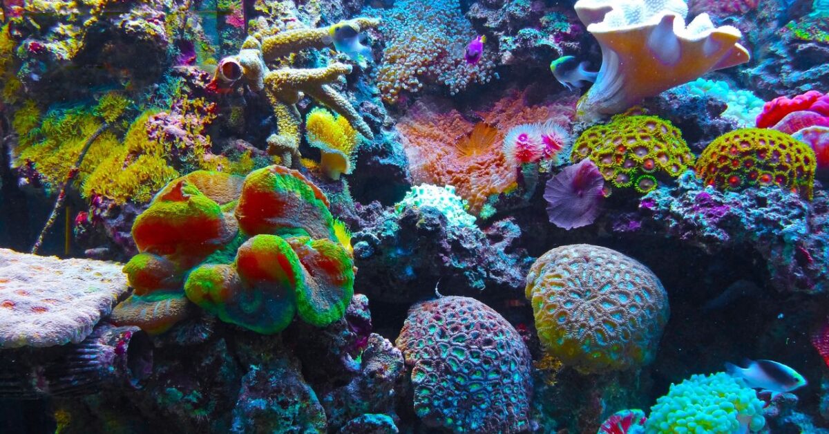 Indovinello visivo: trova il piccolo Nemo nascosto nella barriera ...