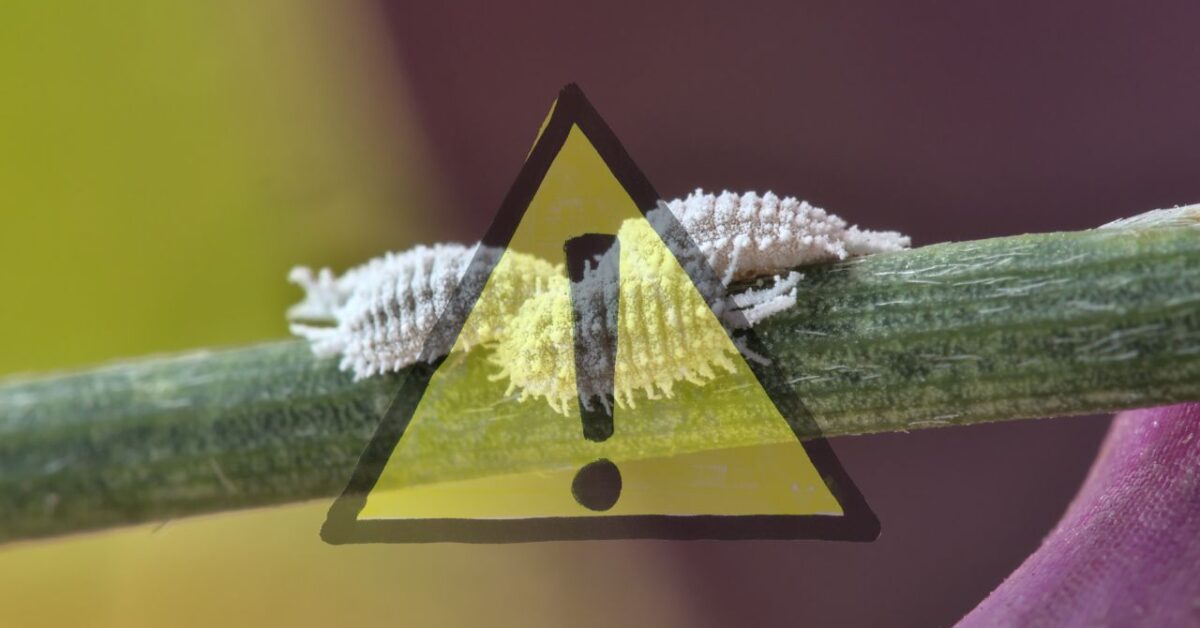Allarme cocciniglia: un piccolo ma tenace parassita, ecco come liberartene