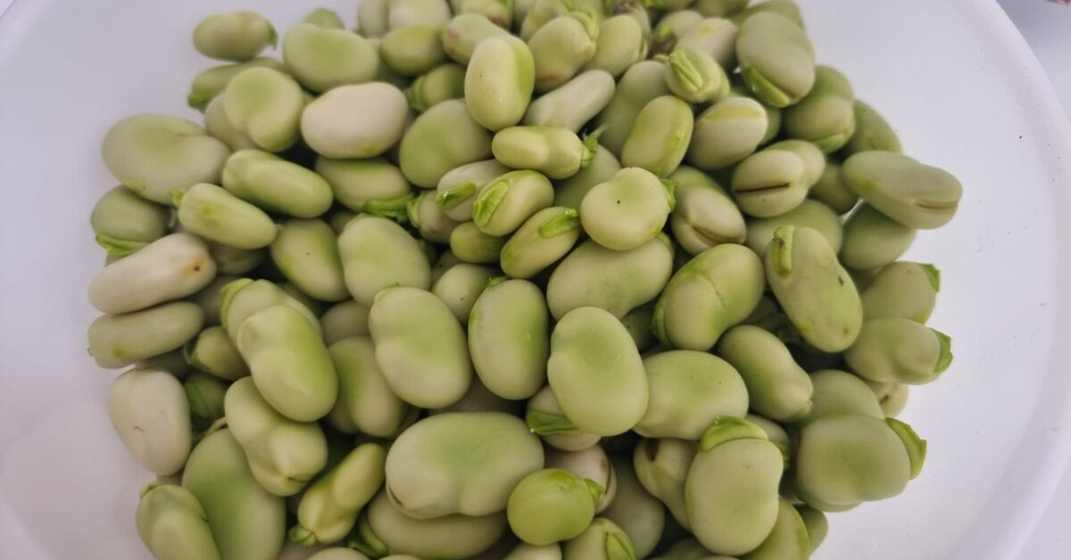 Fave: ecco perché fanno bene alla tua salute. Scopri come cucinarle