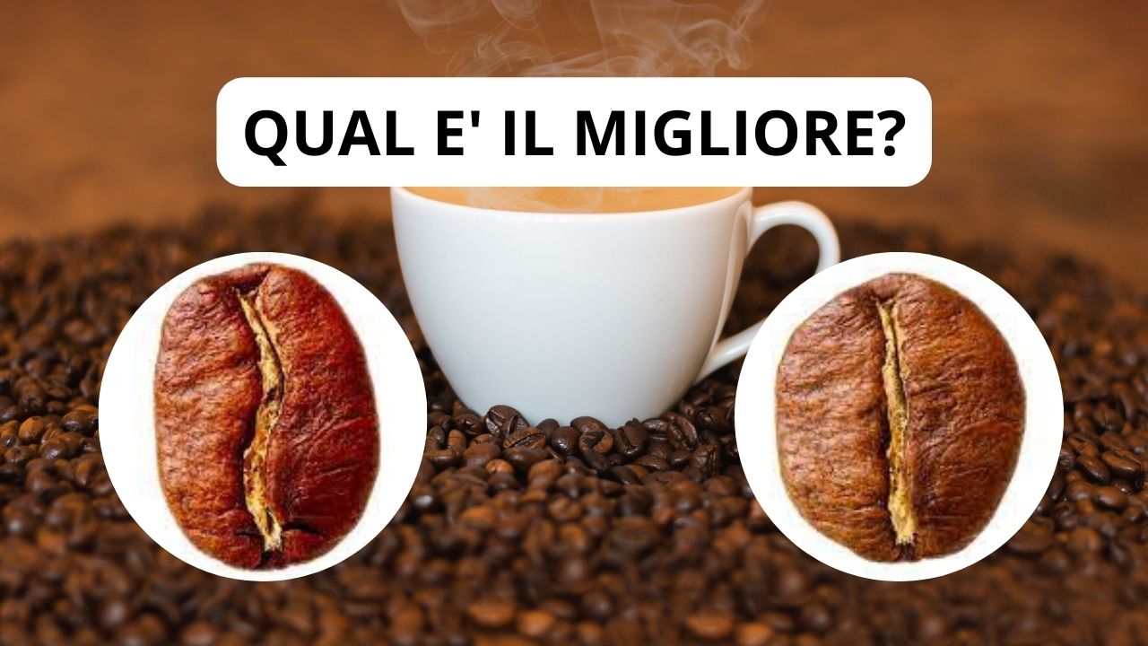 Caffè Arabica o Robusta: che differenza c'è fra i due e quale dovresti ... Caffè Arabica o Robusta: che differenza c'è fra i due e quale dovresti ...