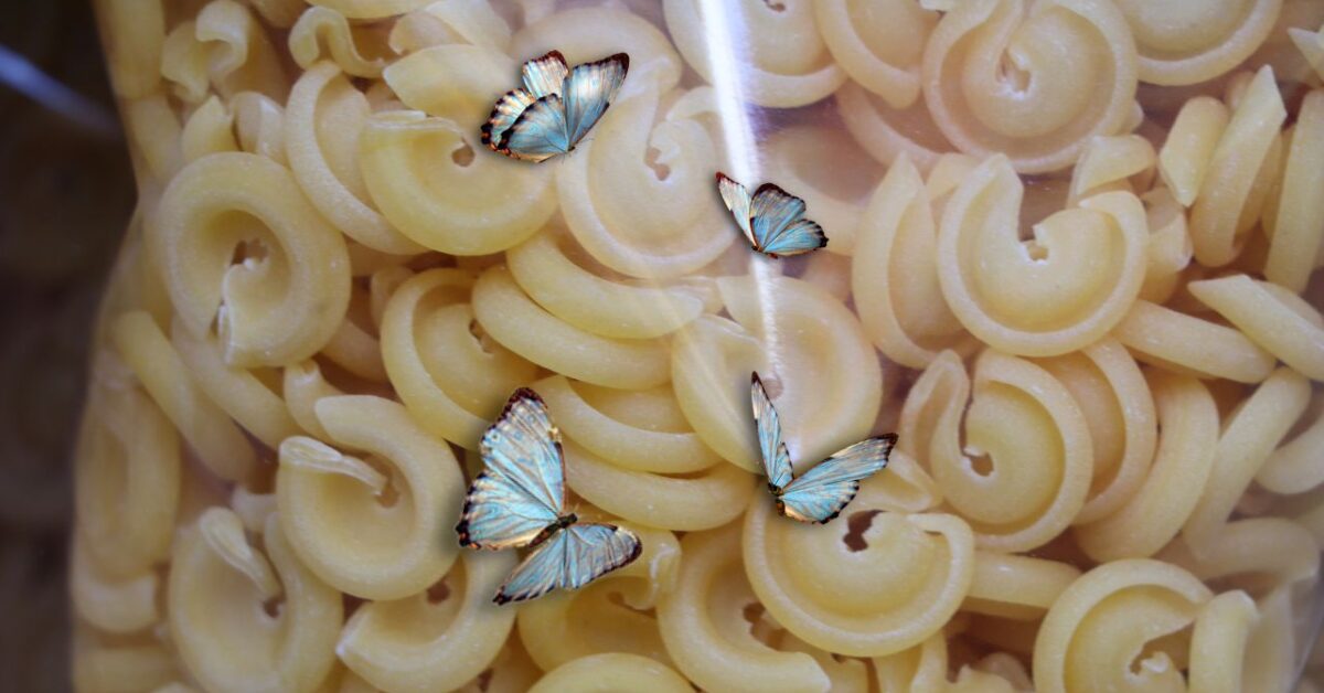 Farfalline e insetti nella pasta e nei biscotti: ecco come fare per ...