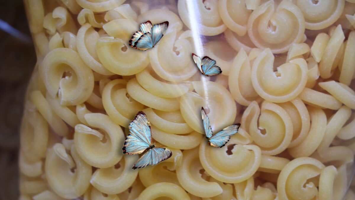 Farfalline e insetti nella pasta e nei biscotti: ecco come fare per ...