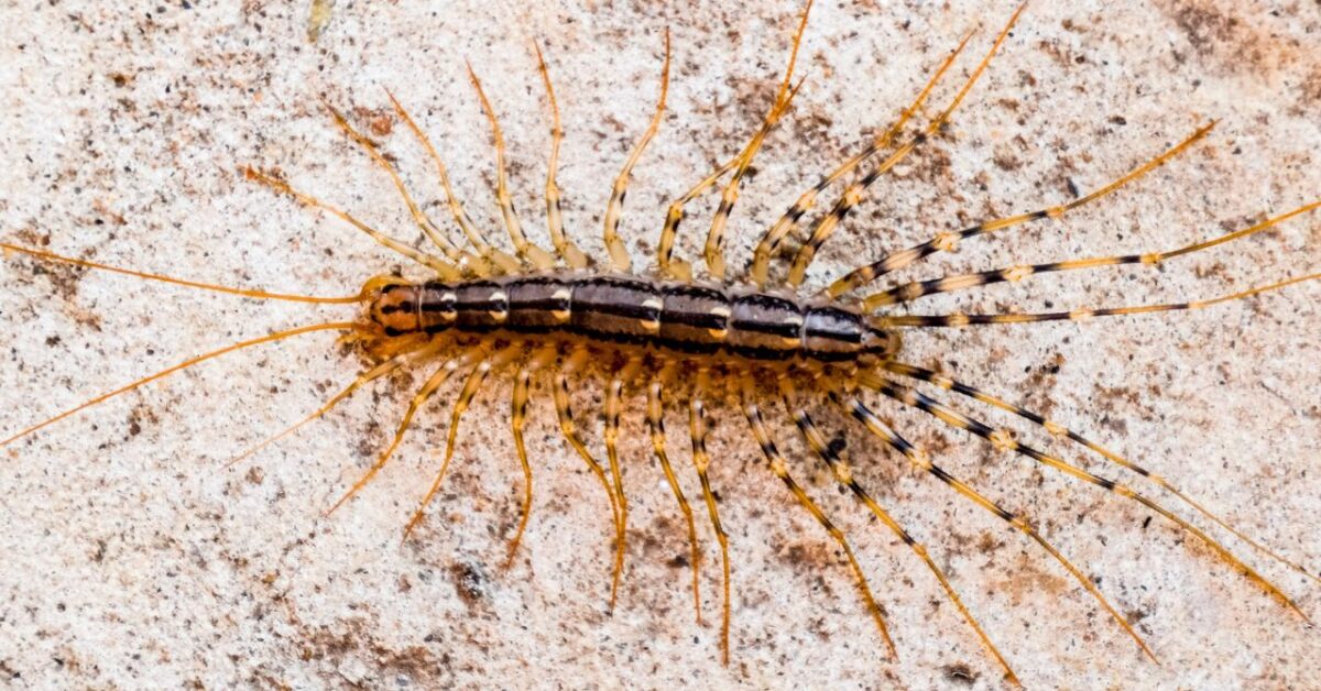 Scopri i supereroi nascosti in casa: le scutigere, i tuoi alleati ...
