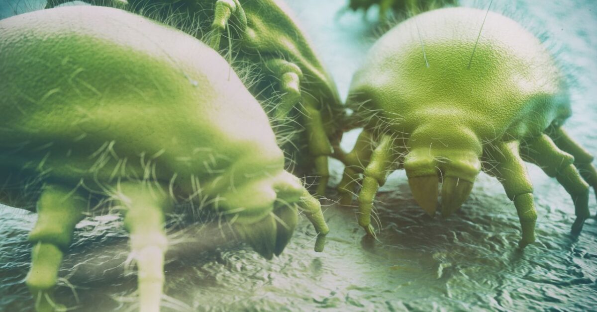 Acari del letto e punture: come riconoscerli e proteggersi