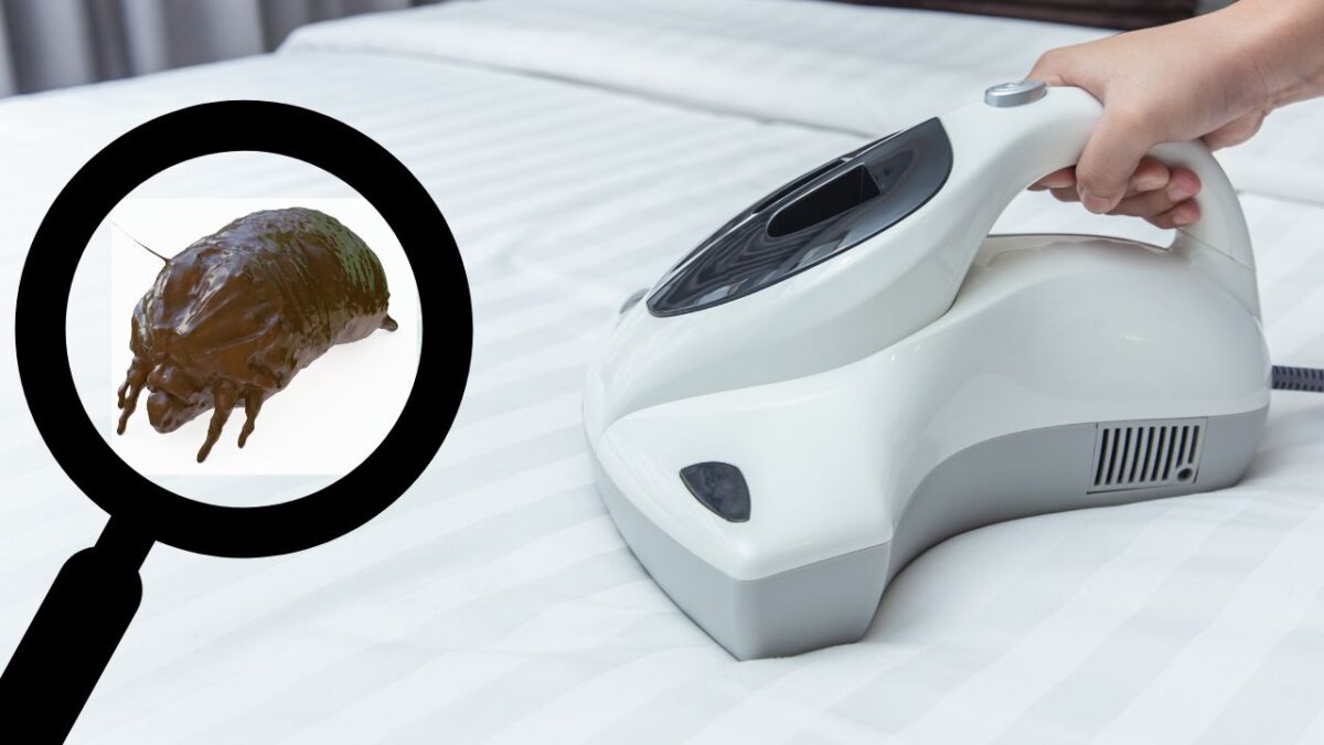 Acari del letto e punture: come riconoscerli e proteggersi