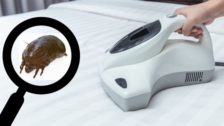 Acari del letto e punture: come riconoscerli e proteggersi