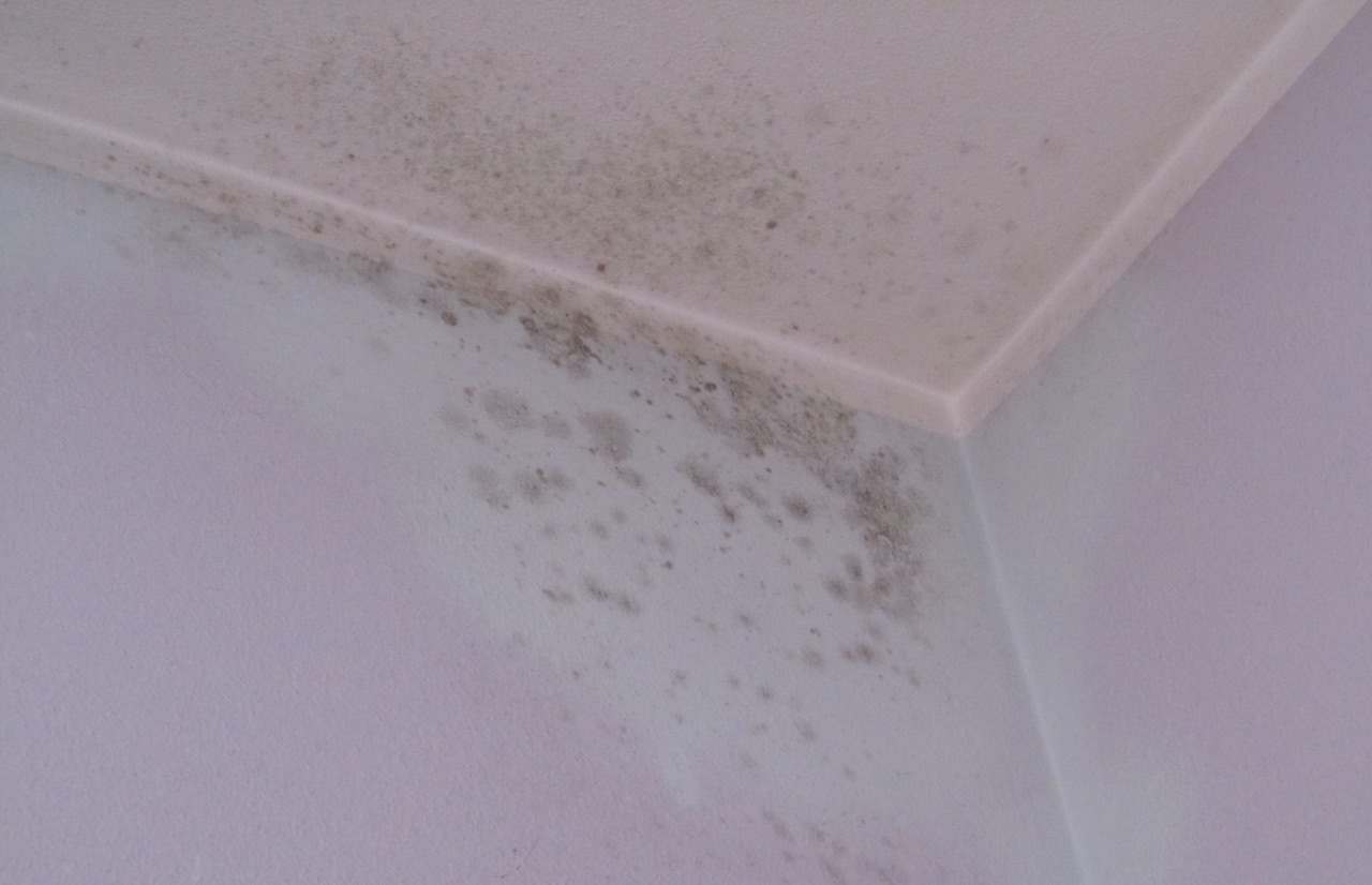 Come usare l'acqua ossigenata per togliere la muffa in casa