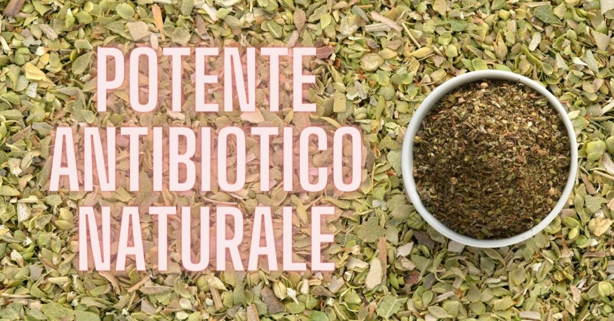 Origano: tutti i benefici di questa spezia con proprietà antibiotiche ...