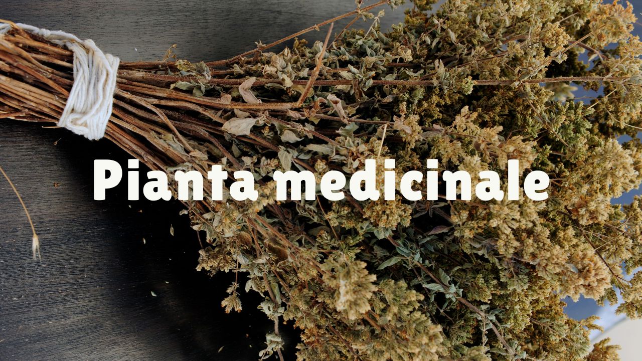 Origano: tutti i benefici di questa spezia con proprietà antibiotiche ...
