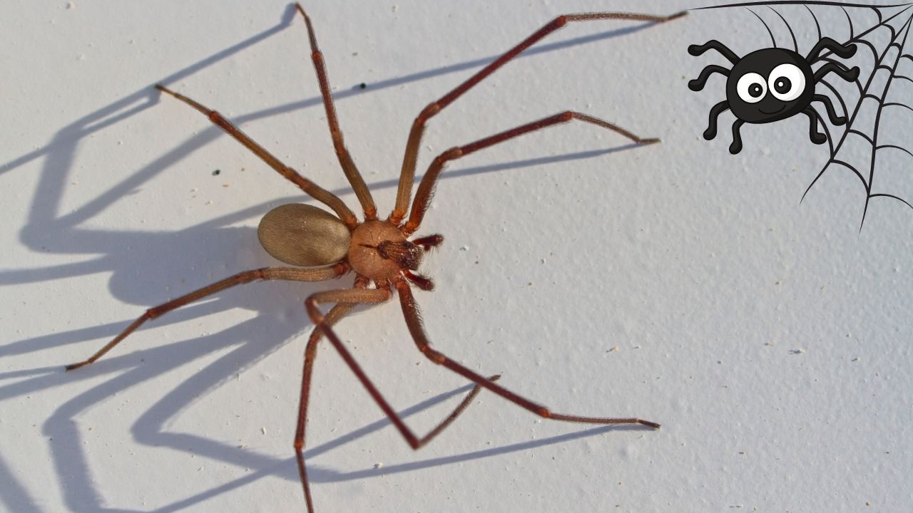 Coleottero oleoso: i pericoli per l'uomo e per le piante