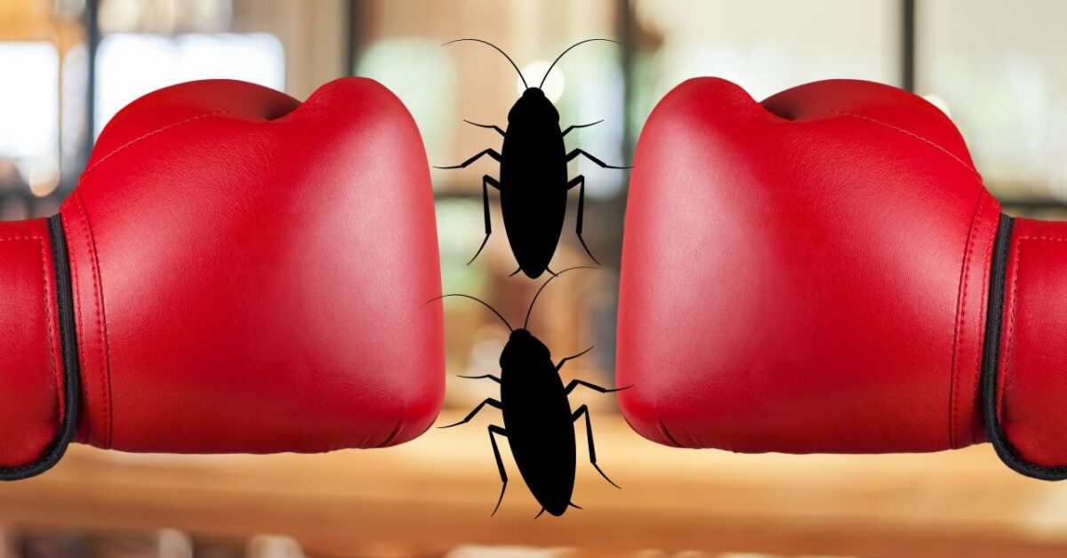 Troppi scarafaggi in casa? I rimedi per allontanarli per sempre