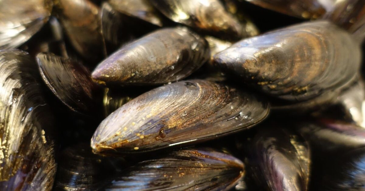 Come pulire le cozze: tutte le tecniche consigliate