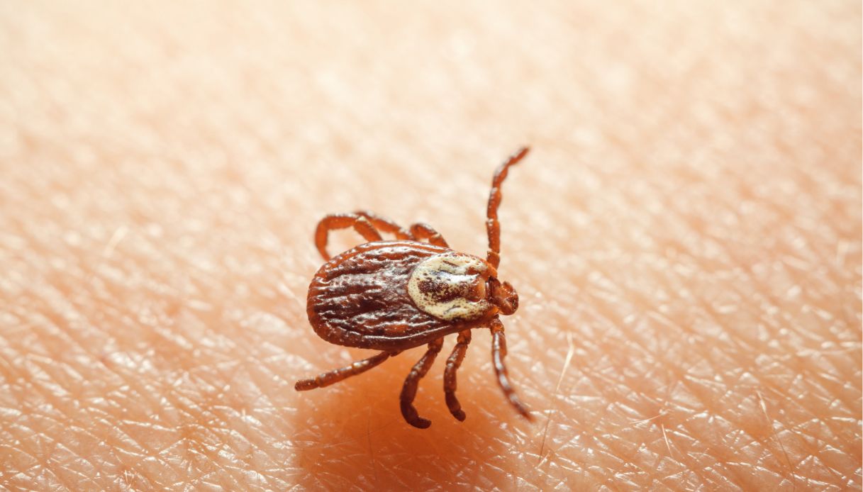 13enne muore dopo il morso di una zecca: forse colpito dalla malattia ...