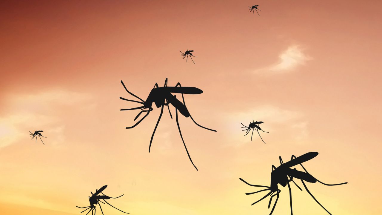 Acari del letto e punture: come riconoscerli e proteggersi