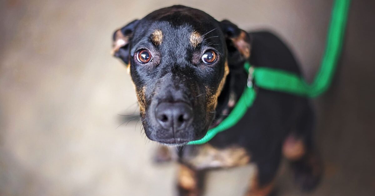 Perché il mio cane trema? Scopri cause e rimedi Perché il mio cane trema? Scopri cause e rimedi