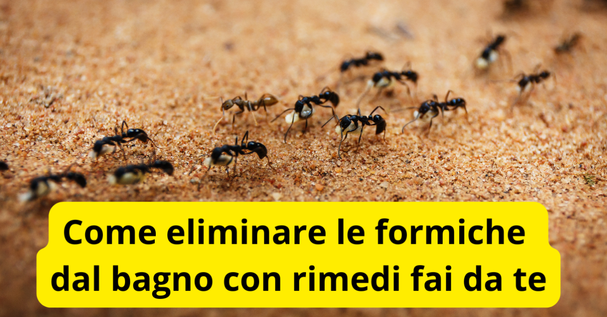 Come eliminare le formiche dal bagno con rimedi fai da te